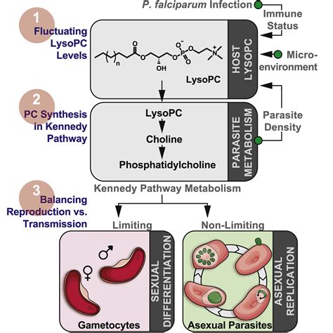 Lysophosphatidylcholine Regulates Sexual Stage Differentiation In The