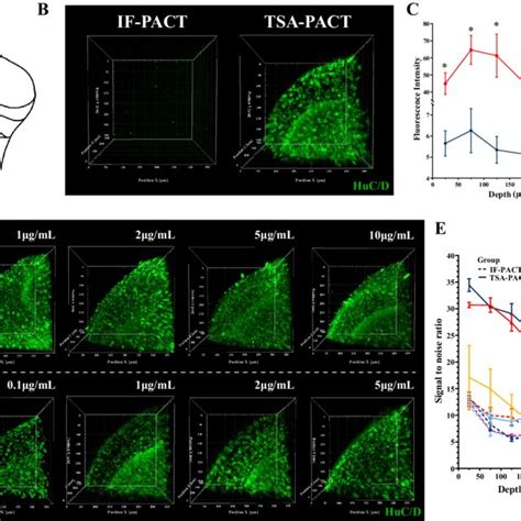 Tsa Pact Allows Signal Amplification And Snr Optimization A A Sketch