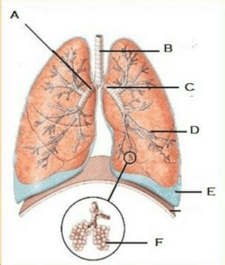 Perhatikan Gambar Organ Paru Paru Berikut A Len