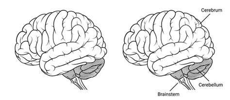 Coloured Cerebellum Of Human Brain Anatomy Side Vector Image