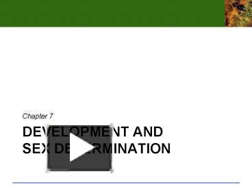 Development And Sex Determination Presentation Free To Download
