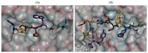 Molecular Docking Between T Cell Epitopes And Their Respective Mhc
