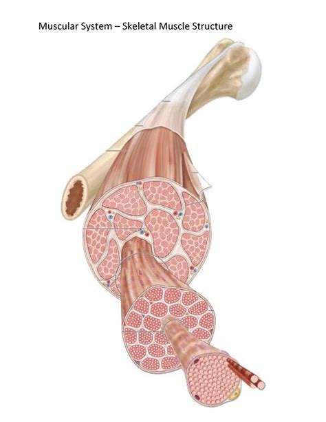 Skeletal Muscle Structure Diagram Quizlet
