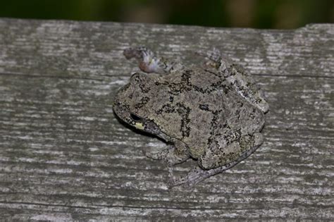 Copes Gray Treefrog Hyla Chrysoscelis And Gray Treefrog Hyla