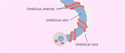 Anatomy Of The Umbilical Cord