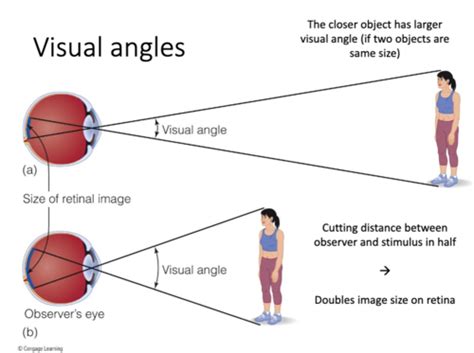 Sensation And Perception Exam 2 Week 6 Perceiving Depth Size And