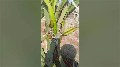 ড্রাগন গাছের ডাল ছাঁটাই Subscribe Youtube