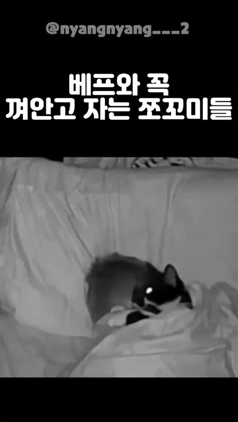 미야옹 잘 속는 냥냥이 유머 유머스타그램 웃긴짤 재밌는짤 웃스타그램 웃긴스타그램 유머짤 웃음 Daily 고양이 웃김 ㅋㅋㅋㅋ 캣 Cat