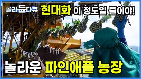 한국까지 5일 놀라운 현대식 파인애플 농장에서 달콤한 통조림이 만들어지는 과정│수확에서 가공 수출까지 놀라운 파인애플 대량생산 공장│극한직업│골라듄다큐 Youtube