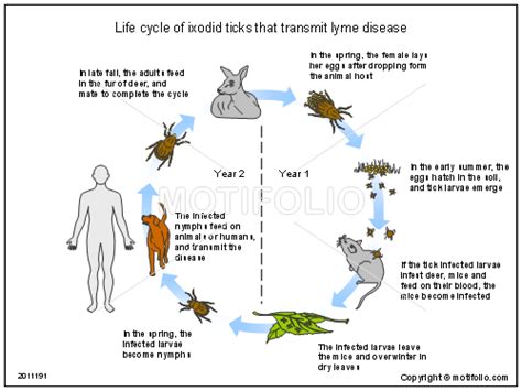 Deer Mice Lymes Disease And Habitat Fragmentation