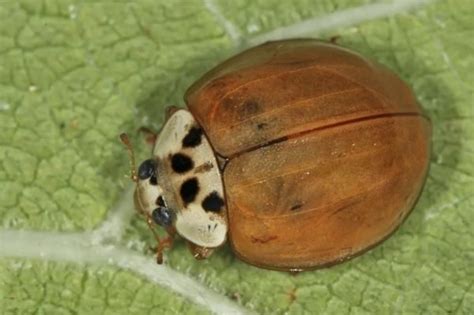 A List Of Different Types Of Ladybugs With Pin Worthy Pictures Animal