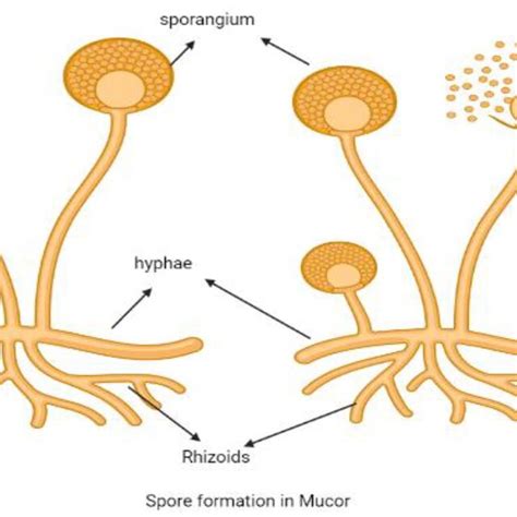 Photo Of Mucor Courtesy Opindia News Report 19th May 2021 Download Scientific Diagram