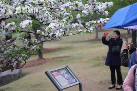 晚樱奏响今春赏樱绝唱 樱花雨本周飘零 晚樱奏响今春赏樱绝唱 樱花雨本周飘零 看看新闻网