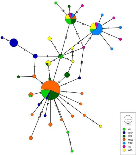 Minimum Spanning Network Of 39 Nd1 Haplotypes Colors Indicate Sites Download Scientific