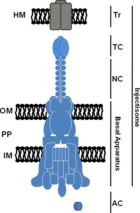 Schematic Representation Of A Prototypical T3s Injectisome Components Download Scientific