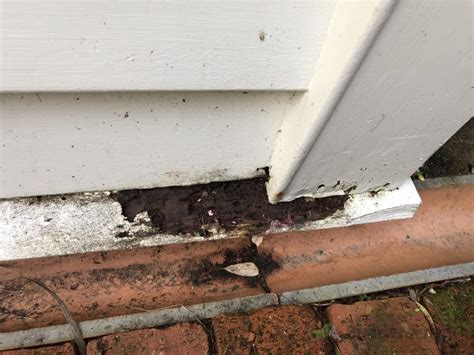 Repair Wooden Cladding Builderscrack