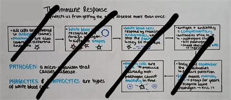 Gcse Biology The Immune Response Etsy