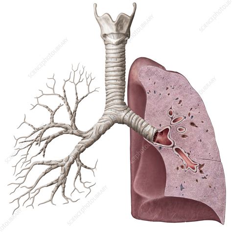 Cross Section Of The Lungs Illustration Stock Image C039 2697 Science Photo Library