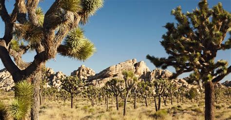조슈아 트리 국립공원 Visit California