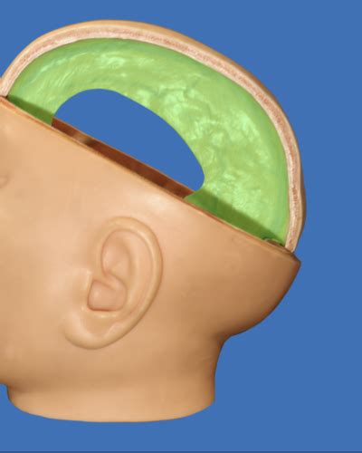 Top Half Models Flashcards Quizlet