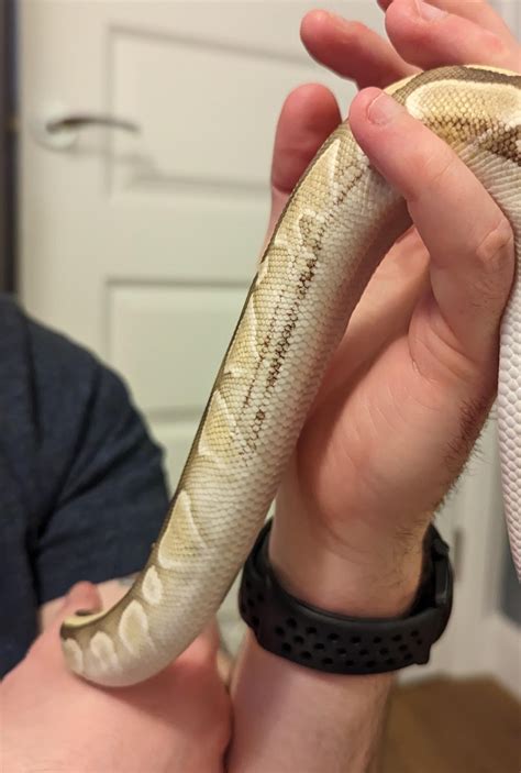 Lines On Ball Python Possibly Burn Rballpython