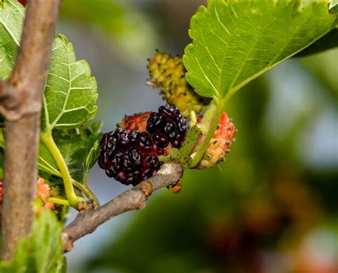 28000 Mulberry Tree Wildlife Pictures