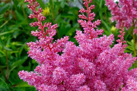 16 Shade Tolerant Perennials That Can Thrive In Your Garden Gardening