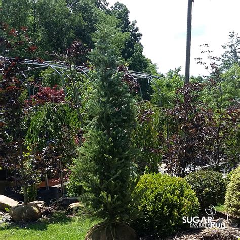 Columnar Blue Spruce