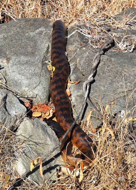 Black Headed Python Central Qld Coast Landcare Network