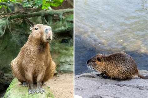 Capybara Vs Nutria 10 Key Differences