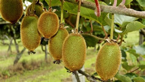 Дерево с коричневыми плодами 66 фото