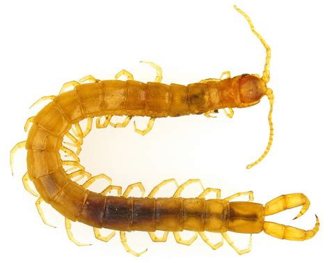 Scolopendromorpha Bugguide