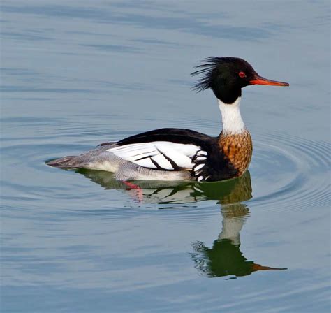 Red Breasted Merganser Ebirdr