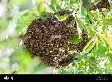 Nectar Bee Swarm Hi Res Stock Photography And Images Alamy