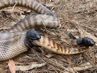 Snake Eat Snake World Python Cannibalism Caught On Camera In Far North Queensland TOORAK TIMES