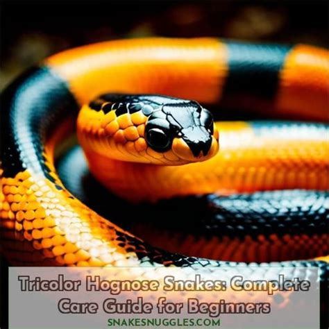 Tricolor Hognose Snake Care A Comprehensive Guide To These Unique Pets