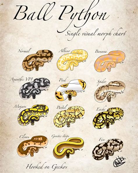 Ball Python Morphs Chart