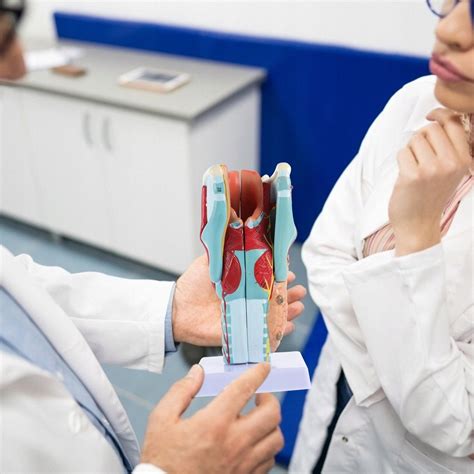 Human Anatomy Model Vocal Cords Structure Model Anatomy Teaching Model 17220040887 Oficjalne