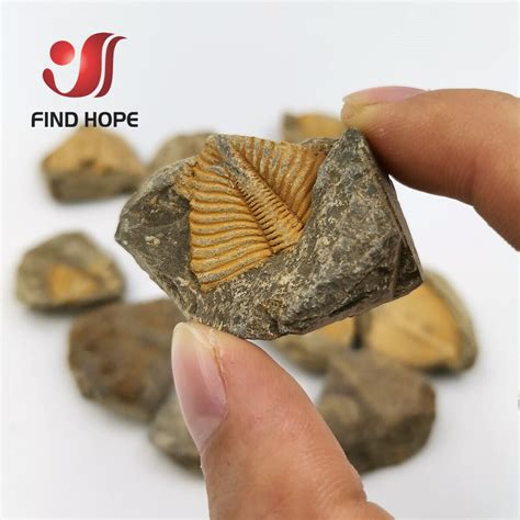 100 Natural Trilobite Tail Fossil Ancient Fossils Teaching Specimens
