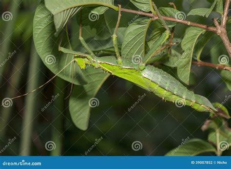 Stick Insect Stock Photo Image Of Green Long Spines