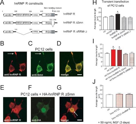 Neuron Projection Morphogenesis Semantic Scholar