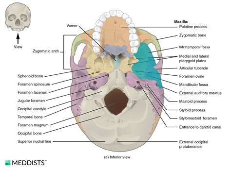 Infratemporal Fossa Meddists