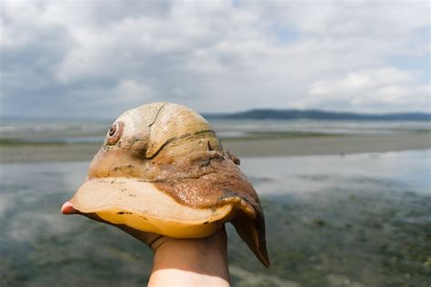 Close Encounters Of The Snail Kind The Fascinating Lewis Moon Snail