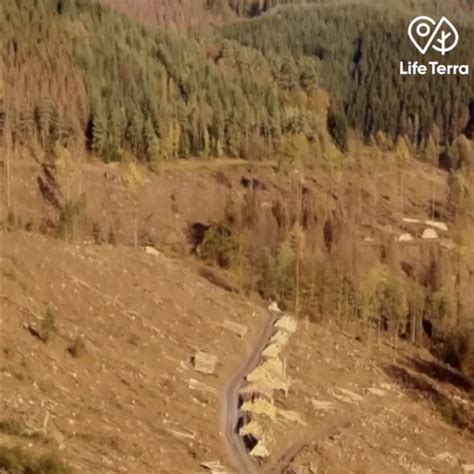 How this 92-year-old German forester has seen our forests change over ...
