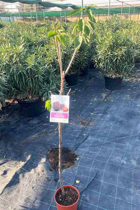 Buy Cherry Tree Online Best Quality In UAE
