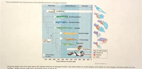 Solved This Phylogenetic Tree Shows Some Of The Transitional Forms