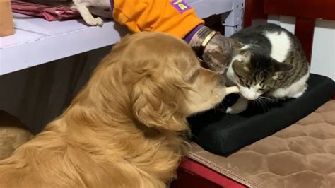 狗子和猫咪的关系最好 Youtube