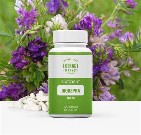 Люцерна: полезные свойства, противопоказания, польза,лечение