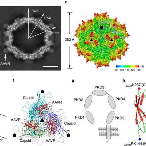 The Cryo Em Structures Ab The Central Cross Sections Through The Download Scientific Diagram