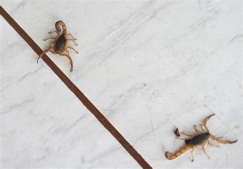 Infestação De Escorpiões No Brasil Pode Ser Imparável Diz Pesquisador